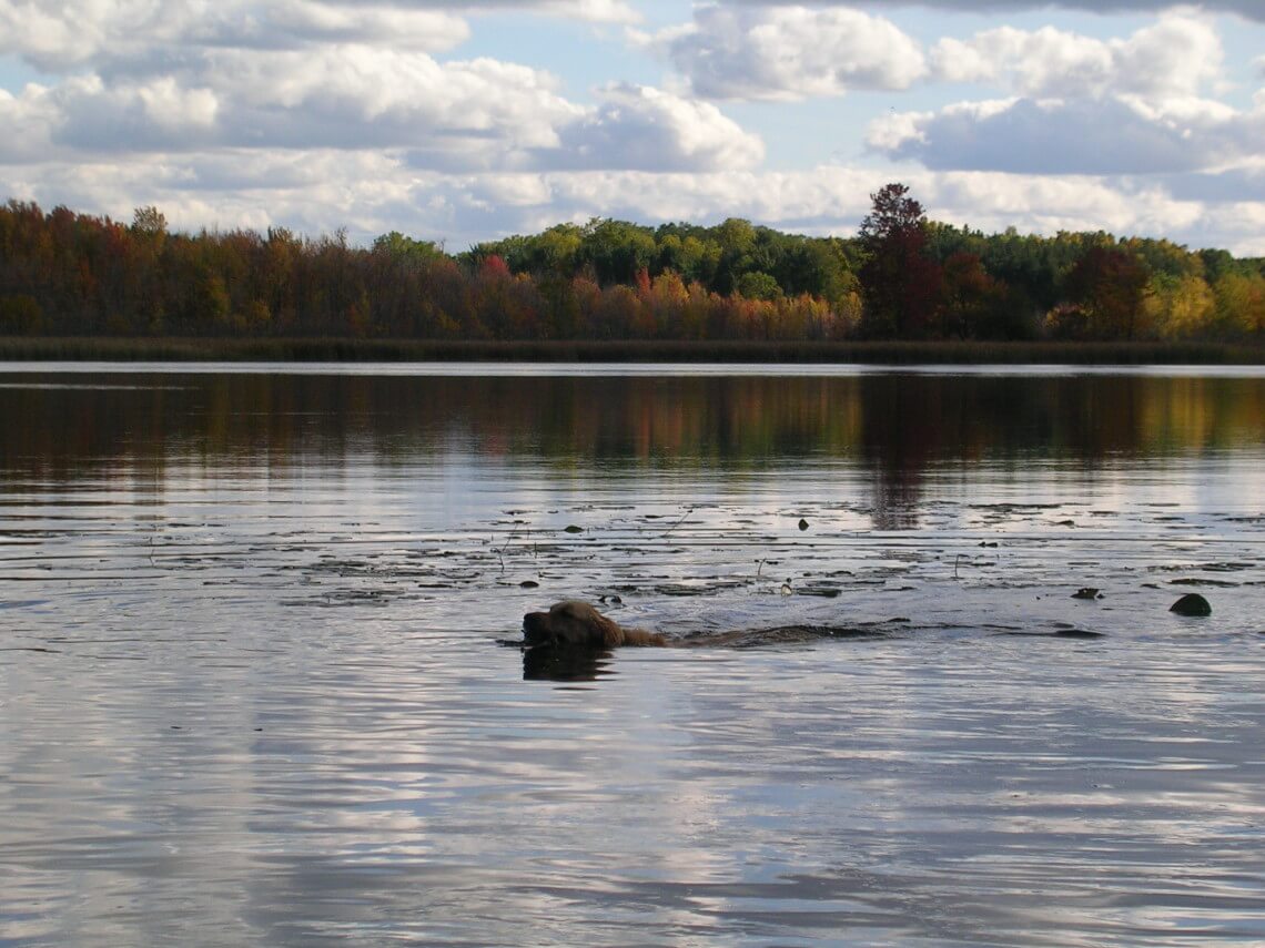 Dog Friendly Parks: Mendon Ponds Park