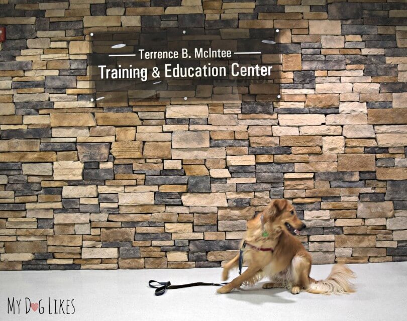 Our Journey to Becoming a School Therapy Dog Team