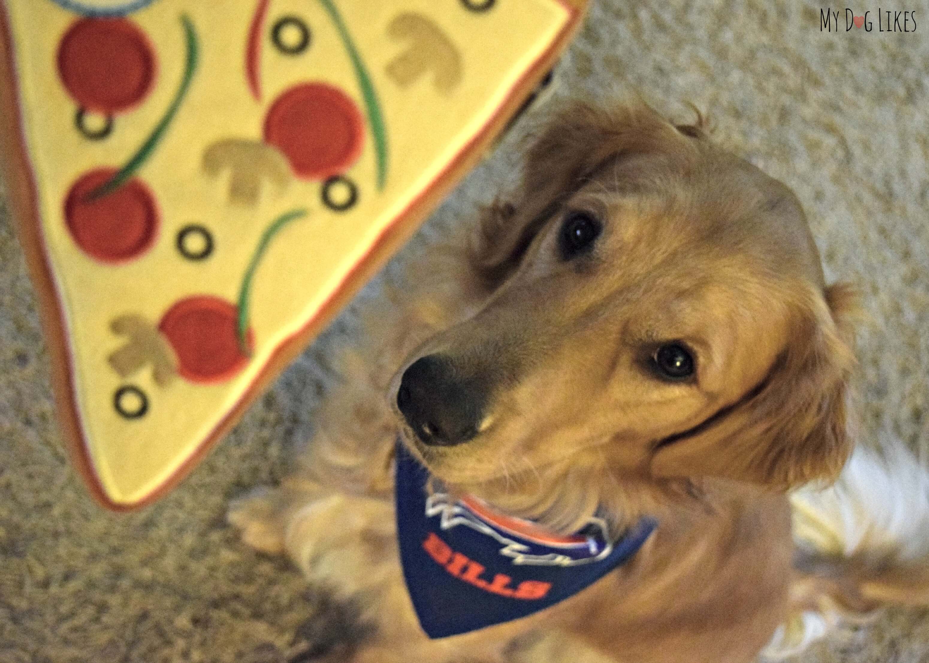 Dog Wait Command - MyDogLikes Dog Wait Command - MyDogLikes