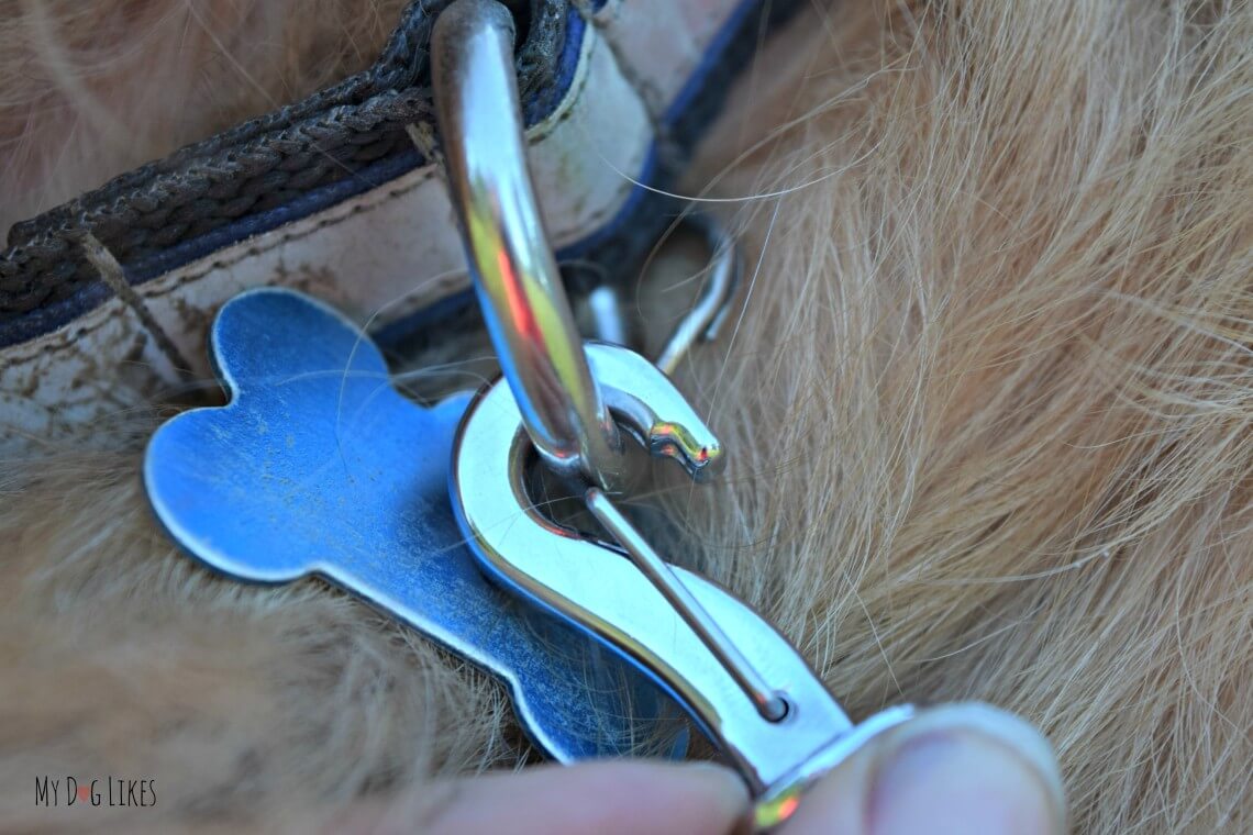 Magic Latch Review - Hands-Free Magnetic Leash and Collar Attachement
