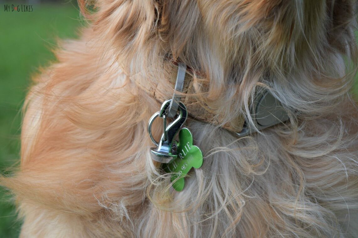 Magic Latch Review - Hands-Free Magnetic Leash and Collar Attachement