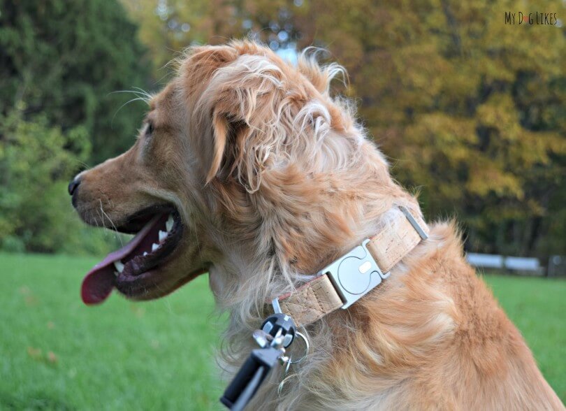 Magic Latch Review - Hands-Free Magnetic Leash and Collar Attachement