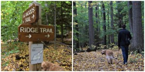 Our Favorite Dog Friendly Hikes in Rochester, NY