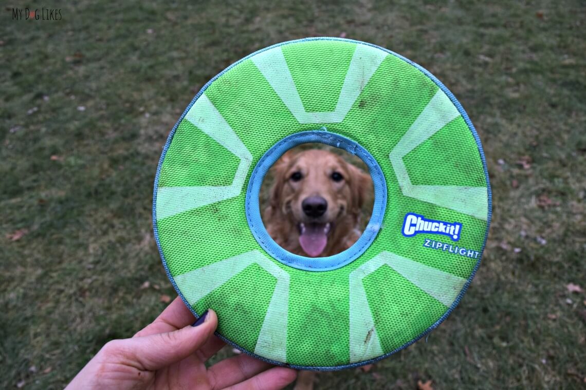 Chuckit Zipflight Review - A Dog Frisbee that Really Moves!