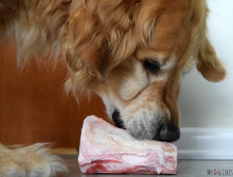 Primal Marrow Bones Review - Keeping Safe with Raw Bones