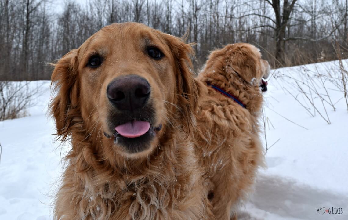 Dognition - Developing a Better Understanding of your Dog