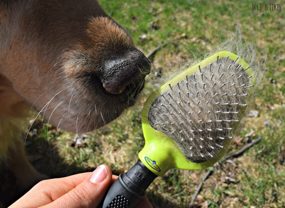 FURminator Dual Brush Review - Welcome to the Family!