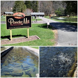 Hiking the Daffodil Trail at Powder Mills Park