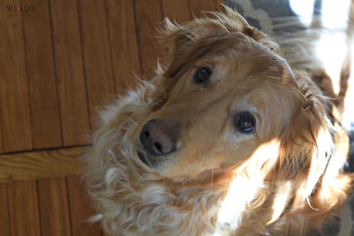 Molly Mutt Duvet Dog Bed Review - Stylish & Eco-Friendly