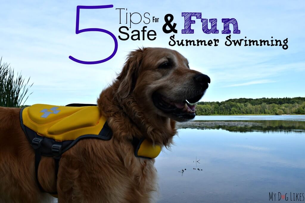 5 Dog Swimming Safety Tips to Keep Your Pup Safe in the Water