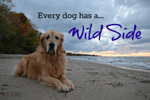 Feeding Your Dog's Wild Side with #NaturalBalance