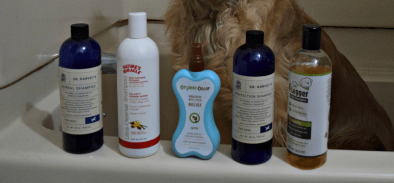 How to Bathe a Dog - A Step by Step Guide