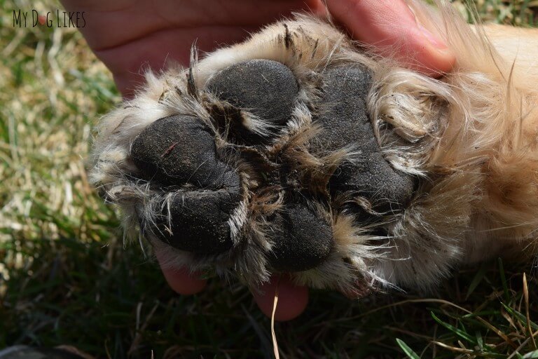 Max Wax Paw Wax Review - Protecting Paws and Healing Dry Skin