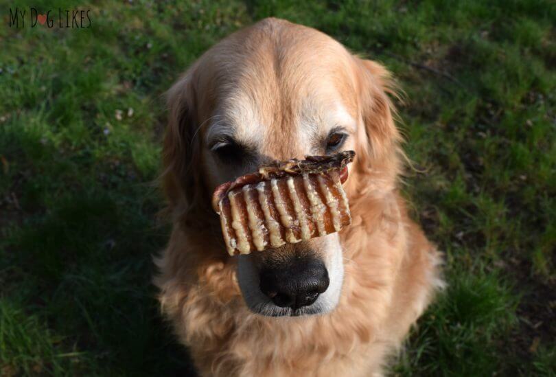 5 Fun & Mouthwatering Natural Dog Chews from Jones