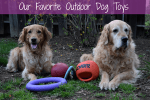 Fun in the Sun - The 6 Best Outdoor Dog Toys for 2020