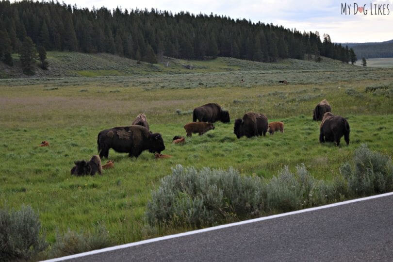 Visiting Yellowstone National Park with Dogs