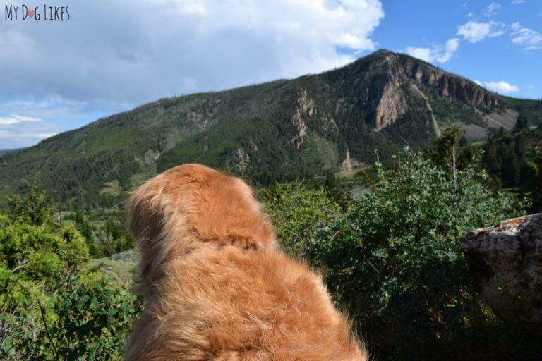Visiting Yellowstone National Park with Dogs
