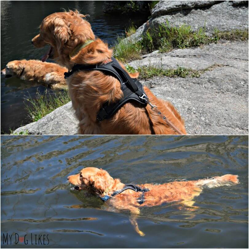 MightyPaw - Dog Gear & Accessories for Active Dogs