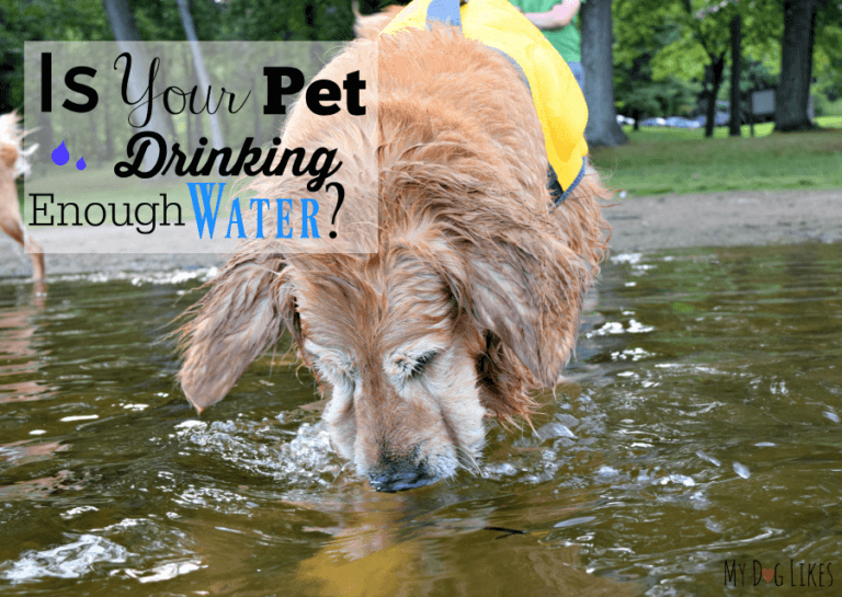 Pet Hydration Month - Is Your Pet Drinking Enough Water?
