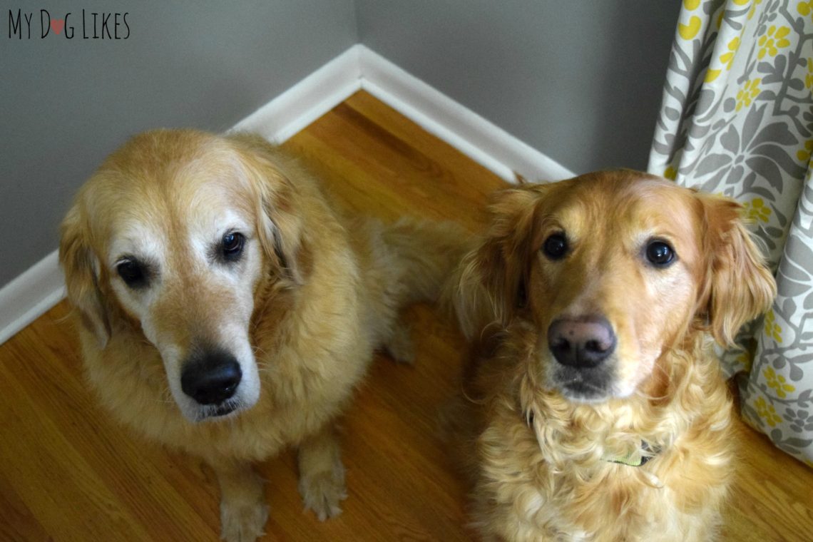 Lucky Dog Treats Review -You'll Know them by the Clover!