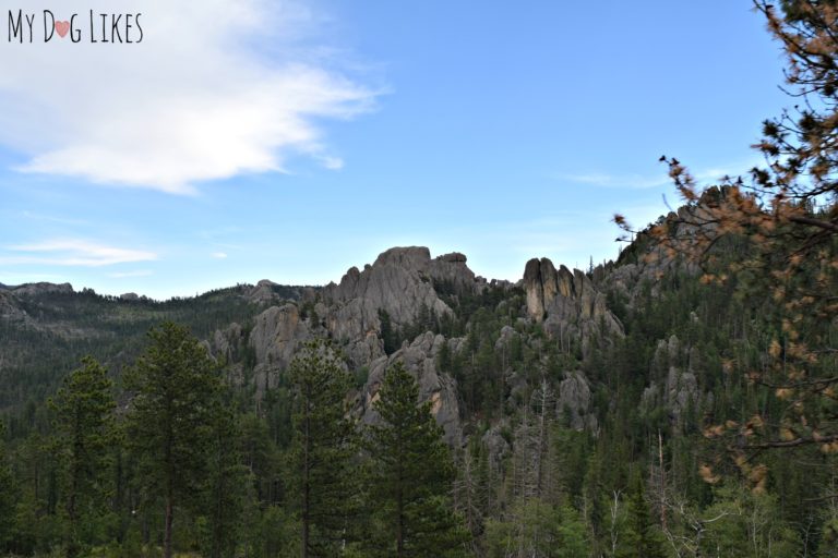 Visiting Custer State Park with Dogs - A Black Hills Gem!