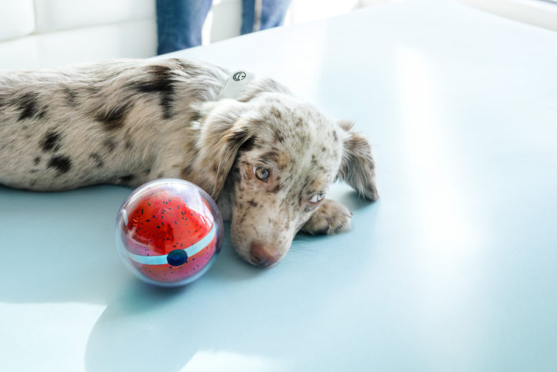 Pebby Smart Ball - Taking Interactive Pet Toys to the Next Level!