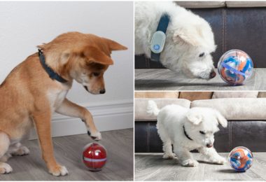 Buy A Bag, Give a Meal™ - All Year Long at PetSmart