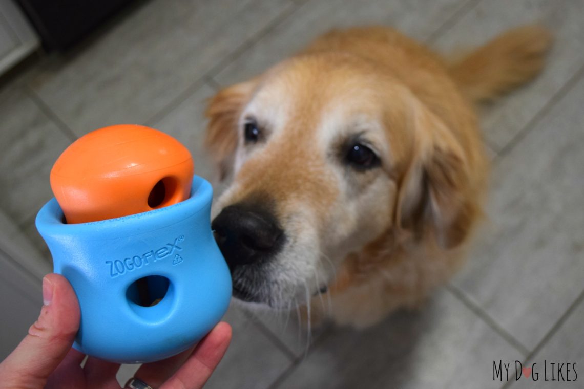 West Paw Design Toppl Review - Tough Chewing, Treat Dispensing Fun