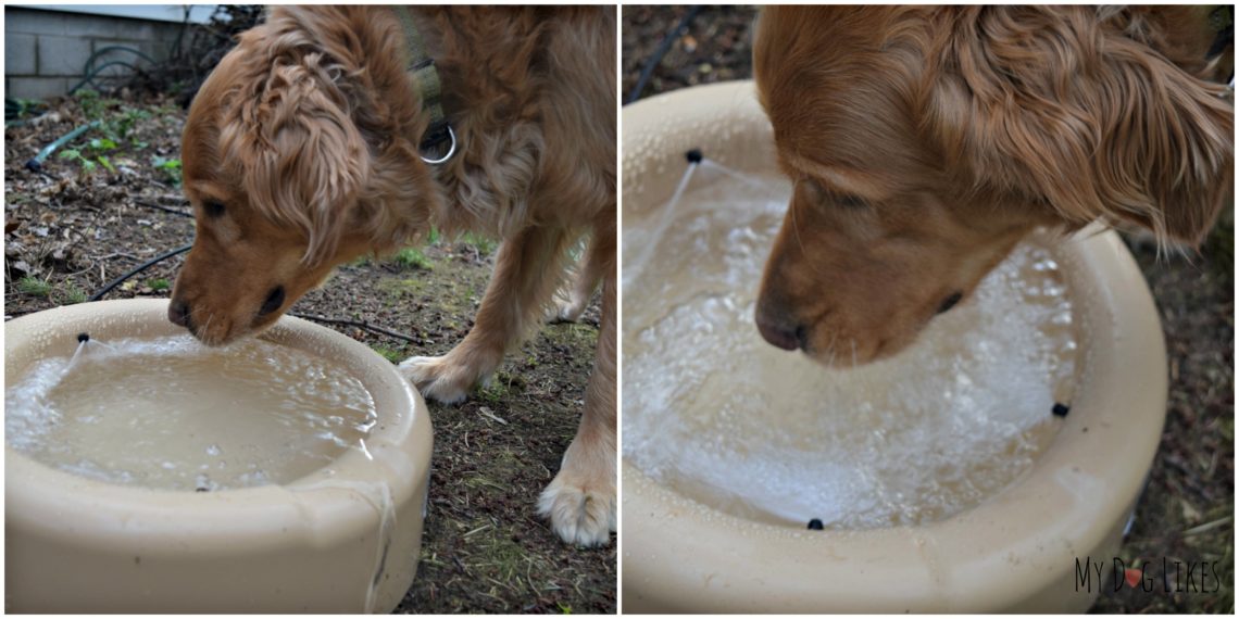The Hydro Pet Automatic Dog Water Bowl - Convenient & Eco-Friendly