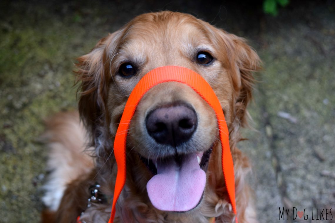 Nifti SafeLatch Review - Making a Faster and Stronger Leash Connection