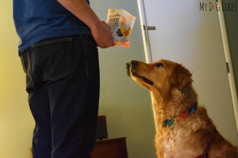 Establishing an Off Limits Area with Dog Boundary Training