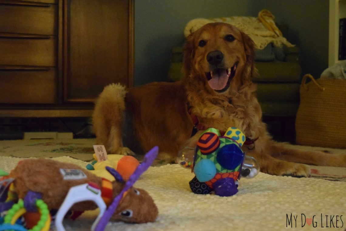 Establishing an Off Limits Area with Dog Boundary Training