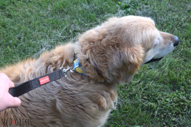 Staying in Control with a 2 Handle Dog Leash from Lucky & Co.