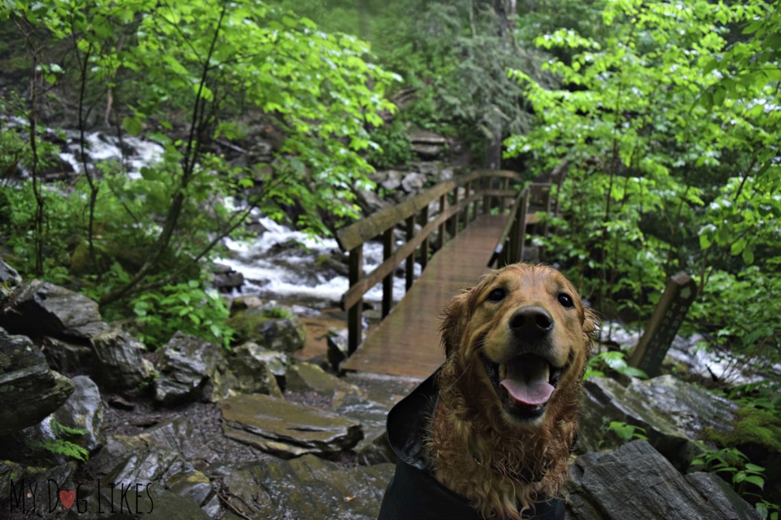 Road Trip Day 10: Dog Friendly Hikes along the Blue Ridge Parkway