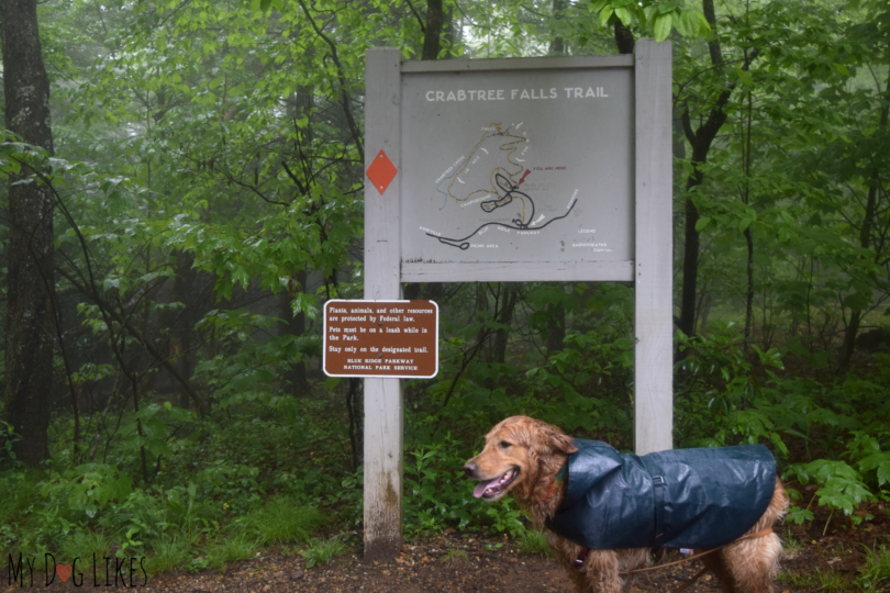 Road Trip Day 10: Dog Friendly Hikes along the Blue Ridge Parkway