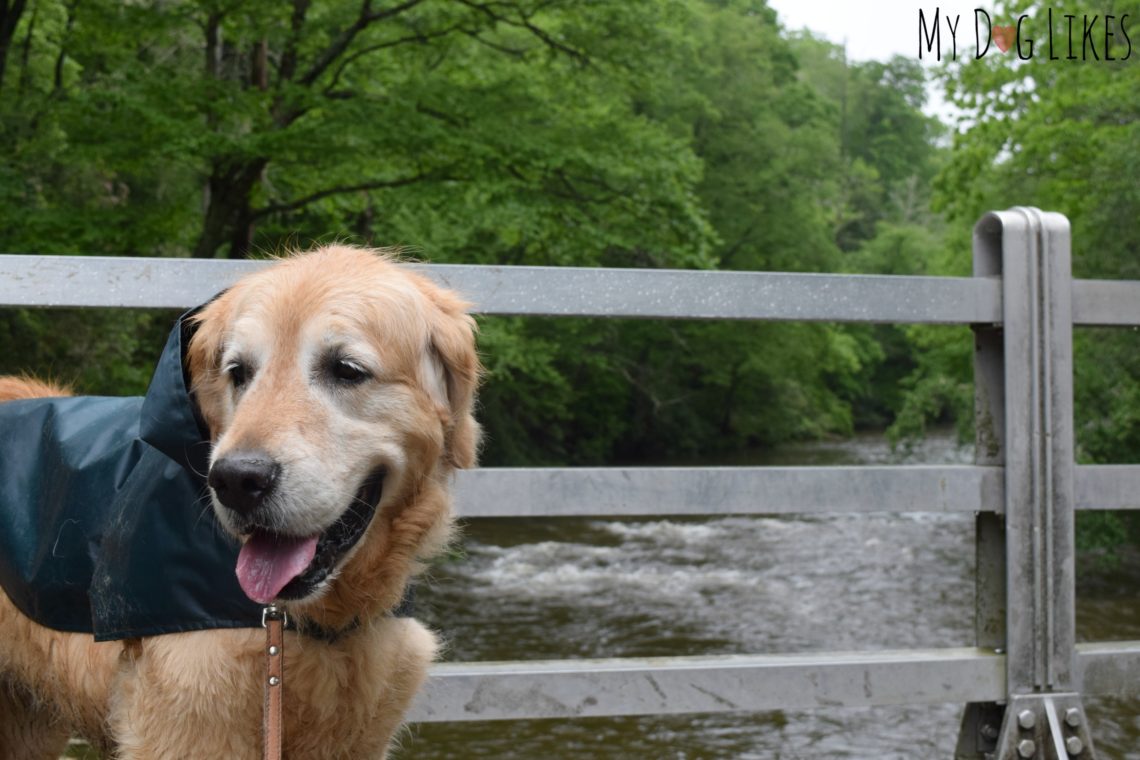 Road Trip Day 10: Dog Friendly Hikes along the Blue Ridge Parkway