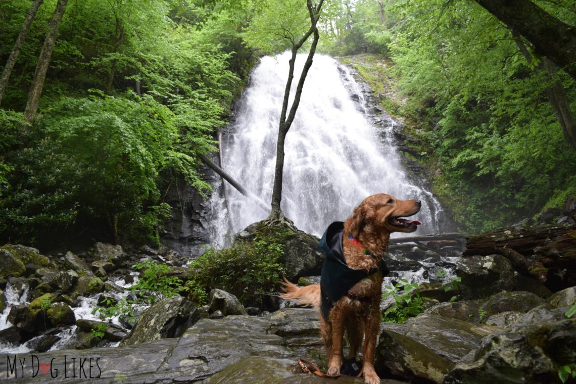 Road Trip Day 10: Dog Friendly Hikes along the Blue Ridge Parkway
