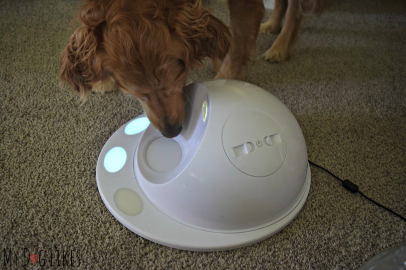 Exploring the CleverPet Hub - The Worlds 1st Game Console for Dogs