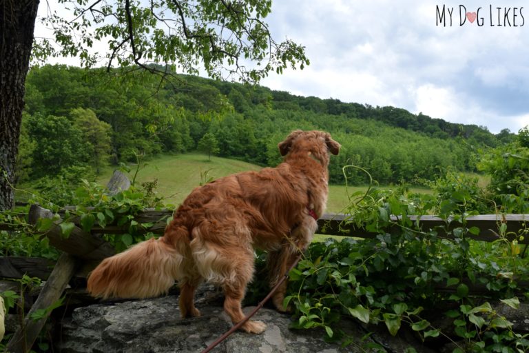 Road Trip Day 13: Soaking in Stunning Views at Humpback Rocks