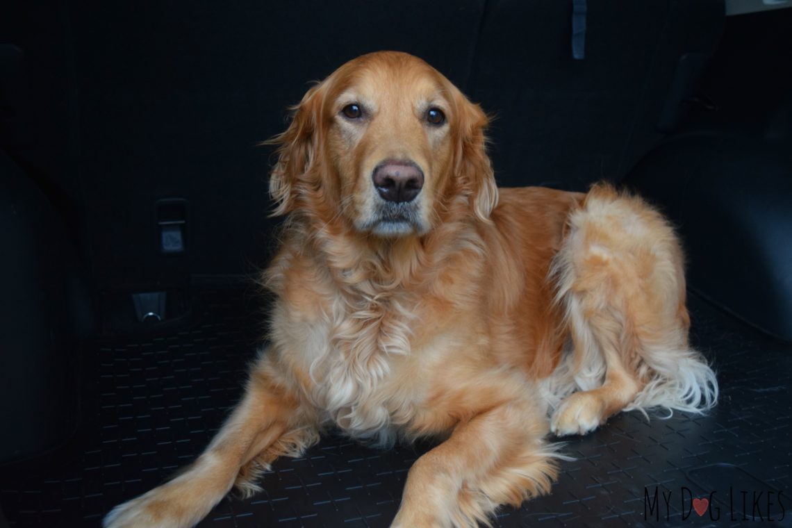 Travall Cargo Liner Review - The Perfect Catch-All for Pet Parents