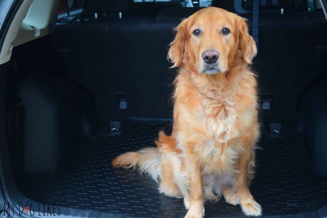 Travall Cargo Liner Review - The Perfect Catch-All for Pet Parents