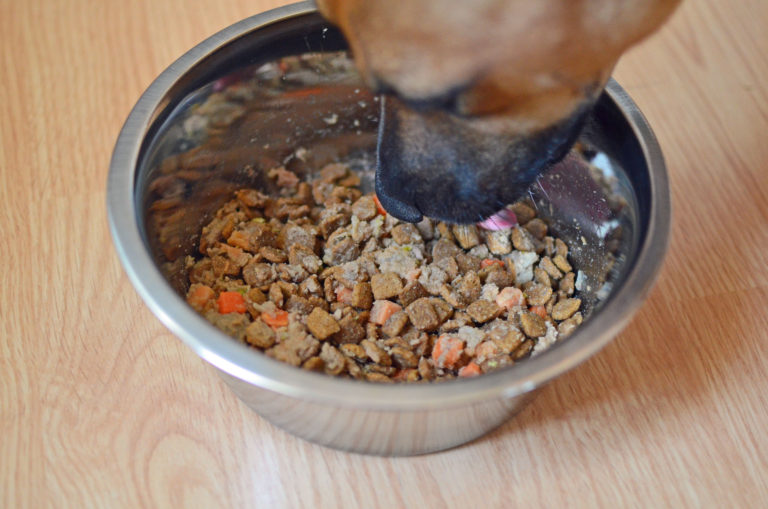 Introducing PetPlate - Human Grade, Ready to Eat Meal Delivery for Dogs