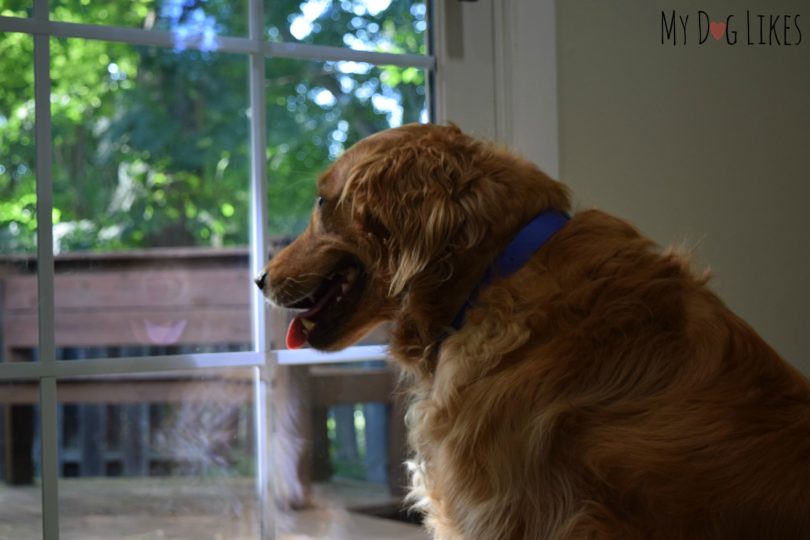Mighty Paw Smart Bell Review - Not your Average Dog Doorbell