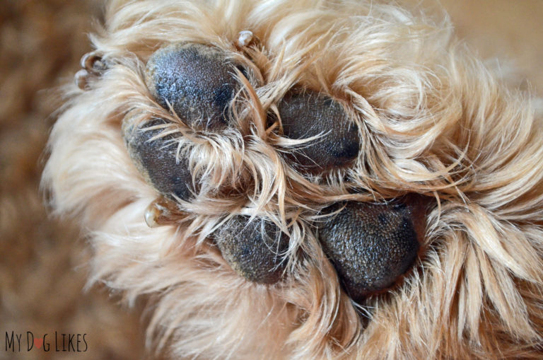 Baely's Paw Shield Review - Withstanding a Real Arctic Blast