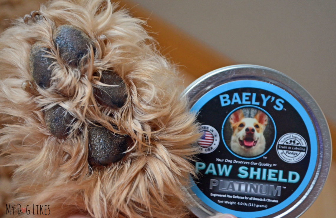 Baely's Paw Shield Review - Withstanding a Real Arctic Blast