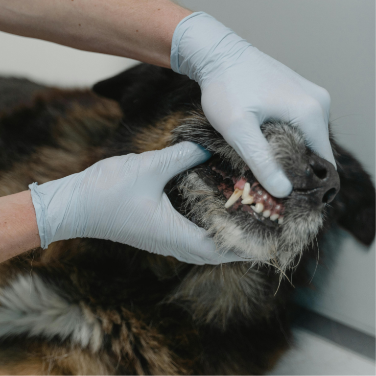 Understanding Dog Dental Care: Tips for Healthy Teeth