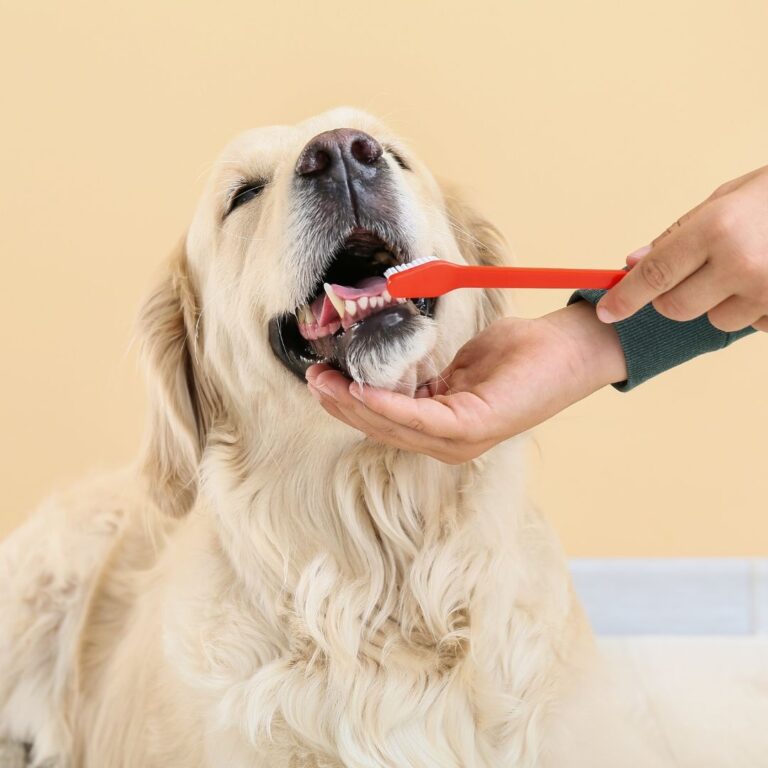 The Ultimate Guide to Canine Dental Care