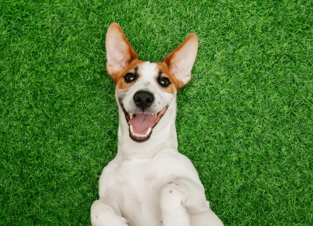 The Ultimate Guide to Canine Dental Care